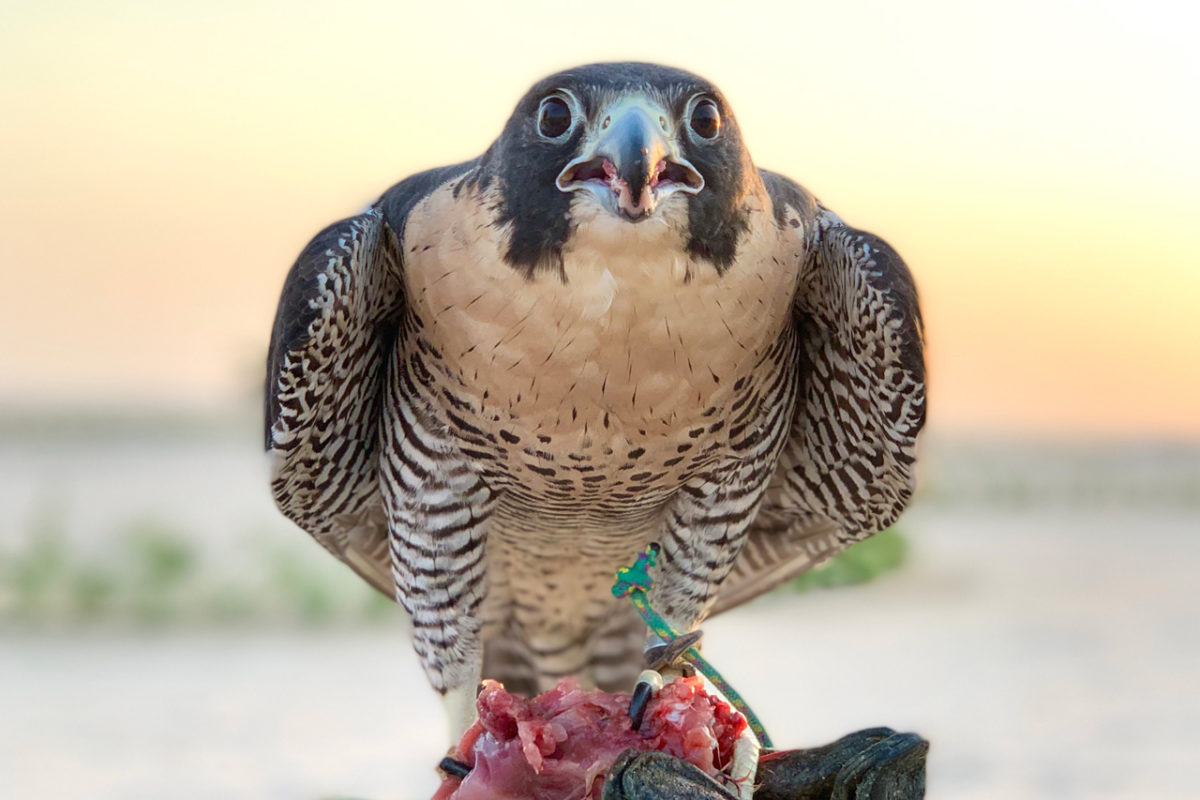 Dubai Luxusreise individuell beim Orient Experten buchen